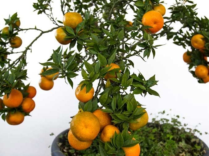 Che cos'è il chinotto? Storia, curiosità e benefici di una bevanda ...